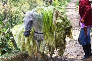 Fique: Colombian Handicrafts from Plants to Products & the People ...