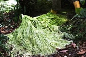 Fique: Colombian Handicrafts from Plants to Products & the People ...