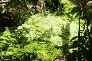 Fique: Colombian Handicrafts from Plants to Products & the People ...