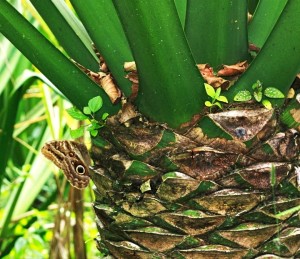 Fique: Colombian Handicrafts from Plants to Products & the People ...