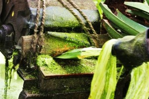 Fique: Colombian Handicrafts from Plants to Products & the People ...