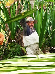 Fique: Colombian Handicrafts from Plants to Products & the People ...