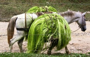 Fique: Colombian Handicrafts from Plants to Products & the People ...