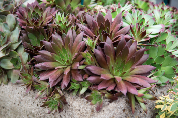 Chelsea Flower Show & Chelsea in Bloom - Little Observationist