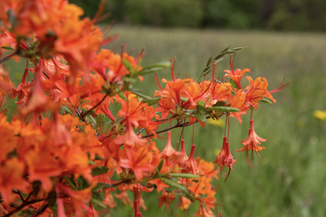 Exploring Devon, England: Knightshayes